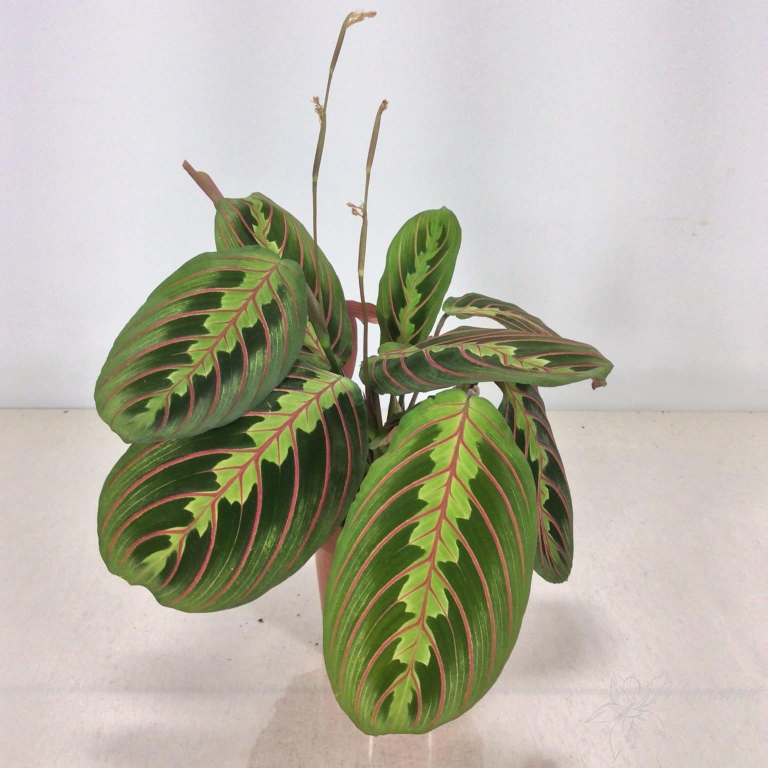 Calathea D13 - Marianne Fleurs
